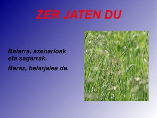 Zaldia | ODP