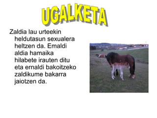 Zaldia | PPT