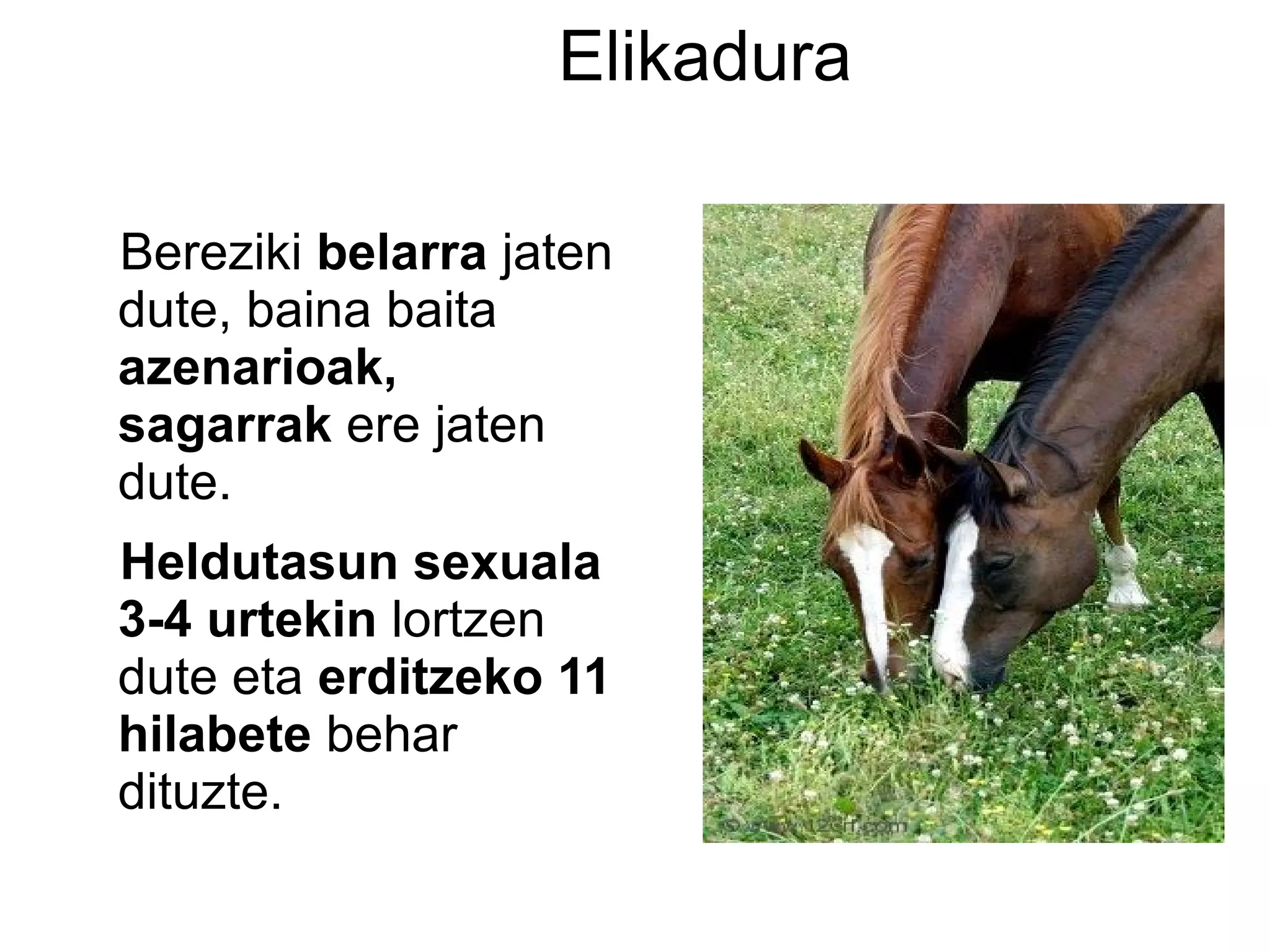 Zaldia.Adriana | ODP