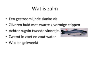 Zalm | PPT