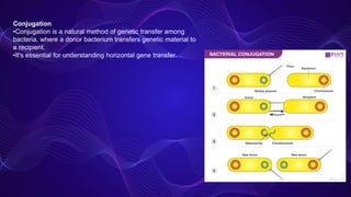 Genetic Transformation of Bacteria: Methods and Applications in ...
