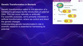 Genetic Transformation of Bacteria: Methods and Applications in ...