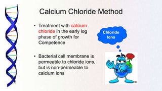 Genetic Transformation of Bacteria: Methods and Applications in ...