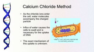Genetic Transformation of Bacteria: Methods and Applications in ...