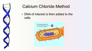 Genetic Transformation of Bacteria: Methods and Applications in ...