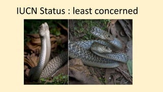 Zamenis non poisonous snake | PPTX
