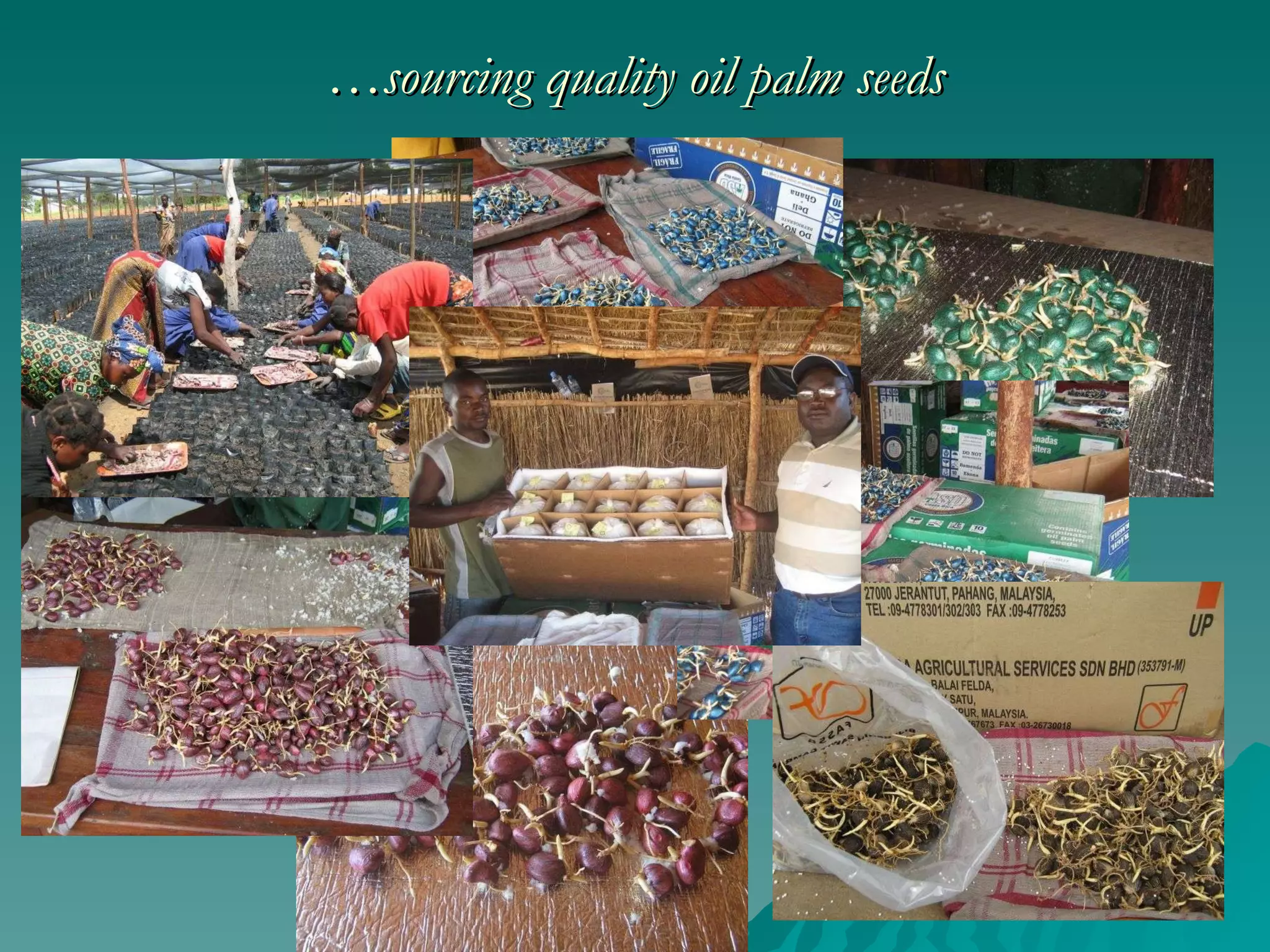 Zampalm Oil Palm Project Presentation | PPT