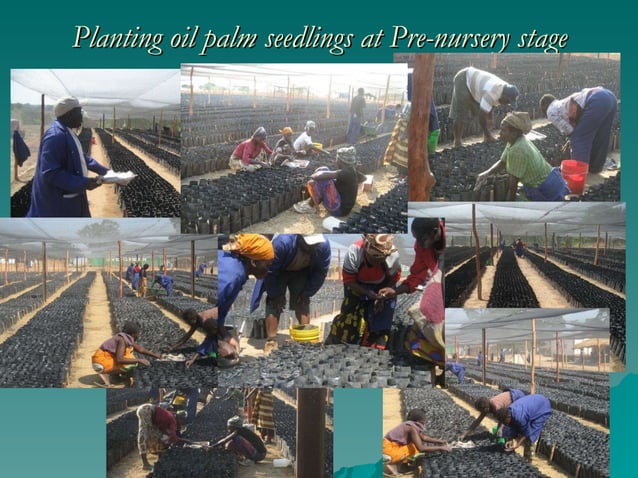 Zampalm Oil Palm Project Presentation | PPT