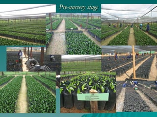 Zampalm Oil Palm Project Presentation | PPT