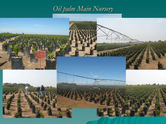 Zampalm Oil Palm Project Presentation | PPT