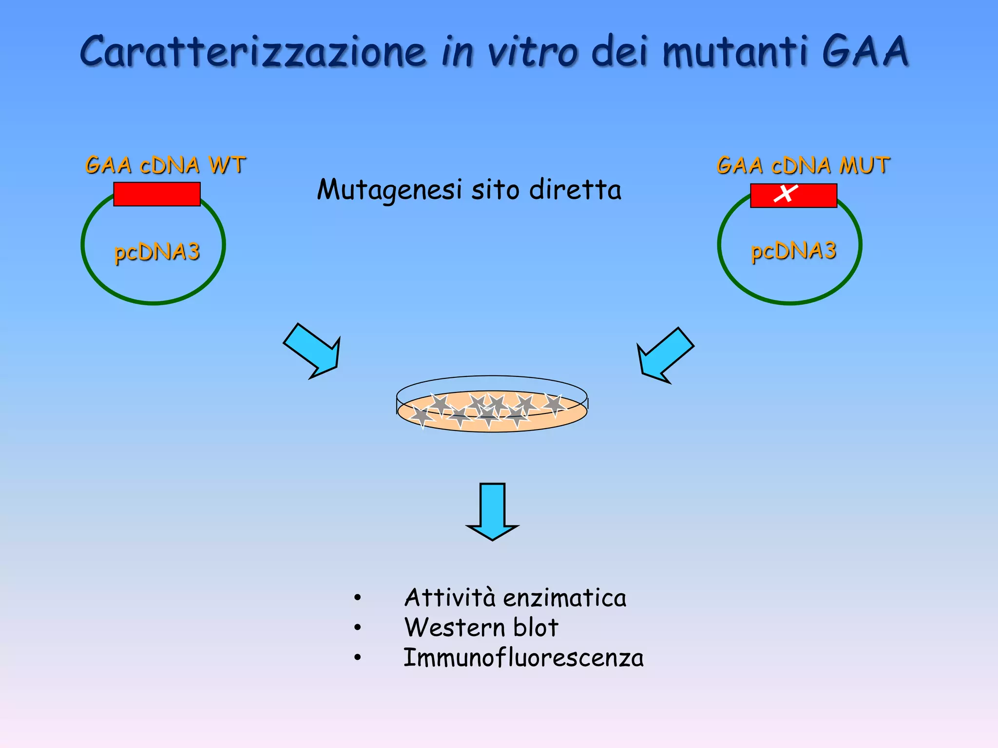 GLICOGENOSI DI TIPO 2 Diagnostica Biochimica e Molecolare | PPTX
