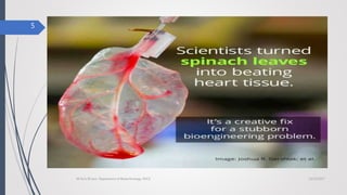 Decellularized Plants as Tissue Engineering Scaffolds | PPT