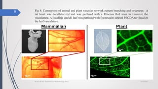 Decellularized Plants as Tissue Engineering Scaffolds | PPT