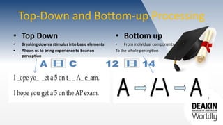 Perceptual Organization Presentation | PPTX