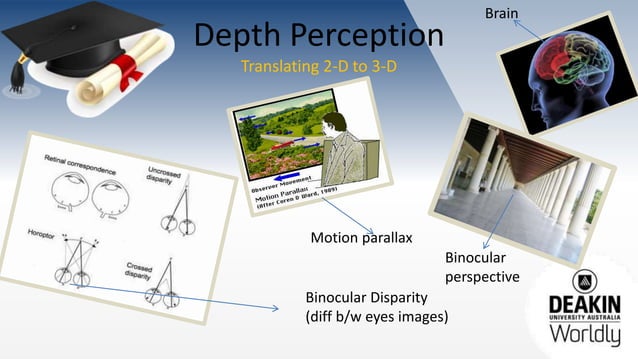 Perceptual Organization Presentation | PPTX | Physics | Science