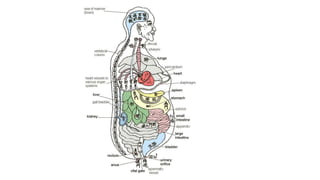 zang fu organs ppt v1 for traditional chinese medicine | PPTX