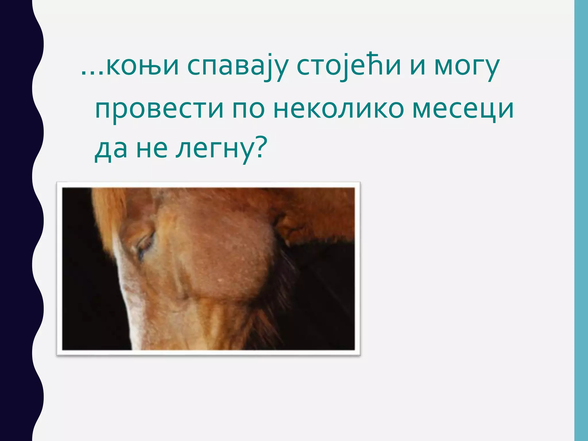 Zivotinje koje covek gaji, zanimljivosti, 1. razred | PPTX