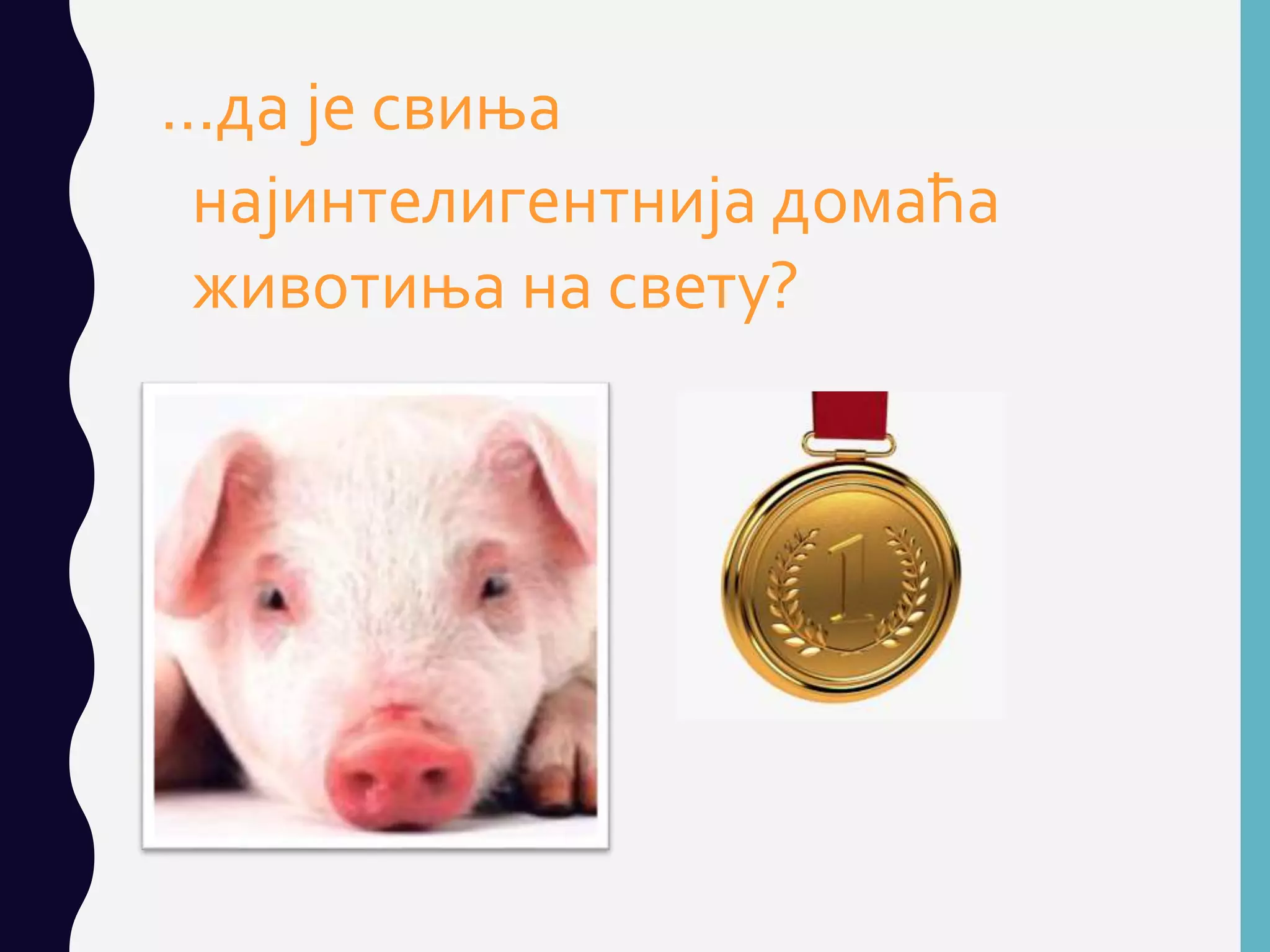 Zivotinje koje covek gaji, zanimljivosti, 1. razred | PPTX