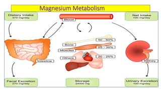 Metabolism of magnesium and its clinical significance | PDF