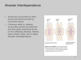 Compliance Resistance & Work Of Breathing | PPT