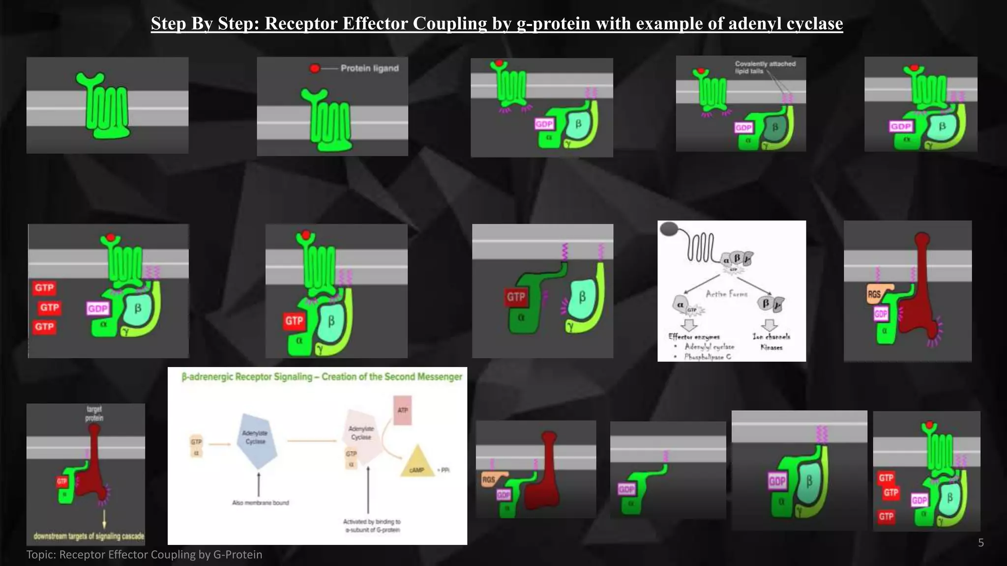 Receptor Effector coupling by G-Proteins Zarlish attique 187104 | PPT