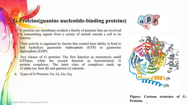Receptor Effector coupling by G-Proteins Zarlish attique 187104 | PPT