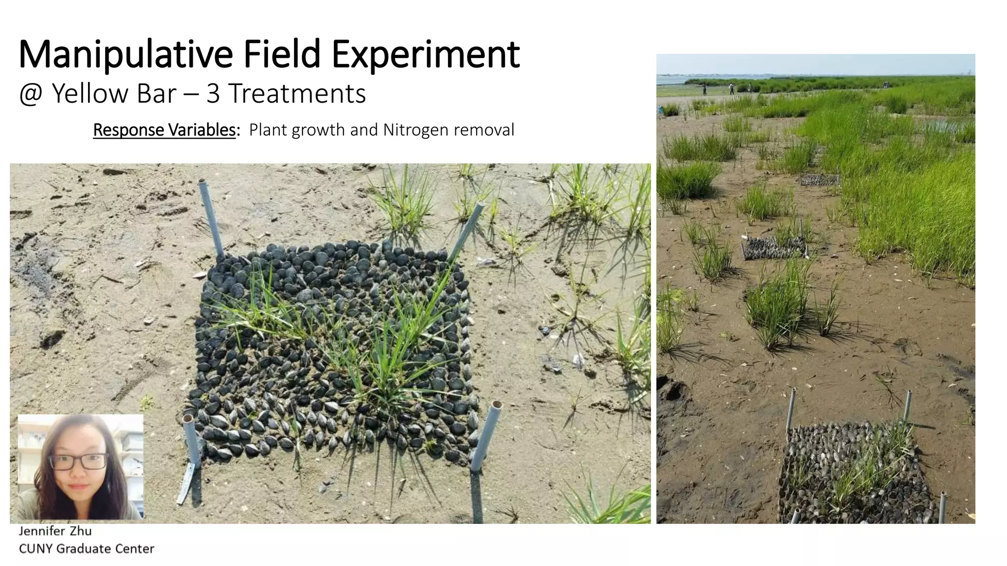 Ribbed Mussel ability to remove Nitrogen from water bodies. | PPTX