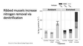 Ribbed Mussel ability to remove Nitrogen from water bodies. | PPTX