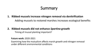 Ribbed Mussel ability to remove Nitrogen from water bodies. | PPTX