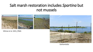 Ribbed Mussel ability to remove Nitrogen from water bodies. | PPTX