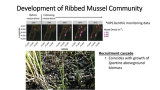 Ribbed Mussel ability to remove Nitrogen from water bodies. | PPTX