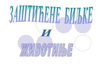Zaštićene biljke i životinje (1) | PPT