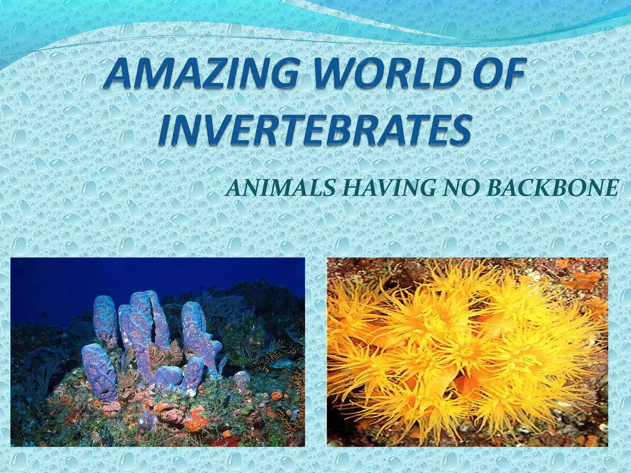 THE AMAZING WORLD OF INVERTEBRATES | PPT