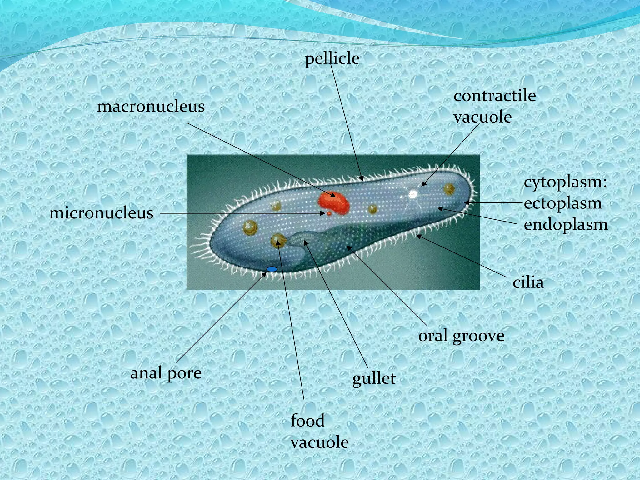 THE AMAZING WORLD OF INVERTEBRATES | PPT