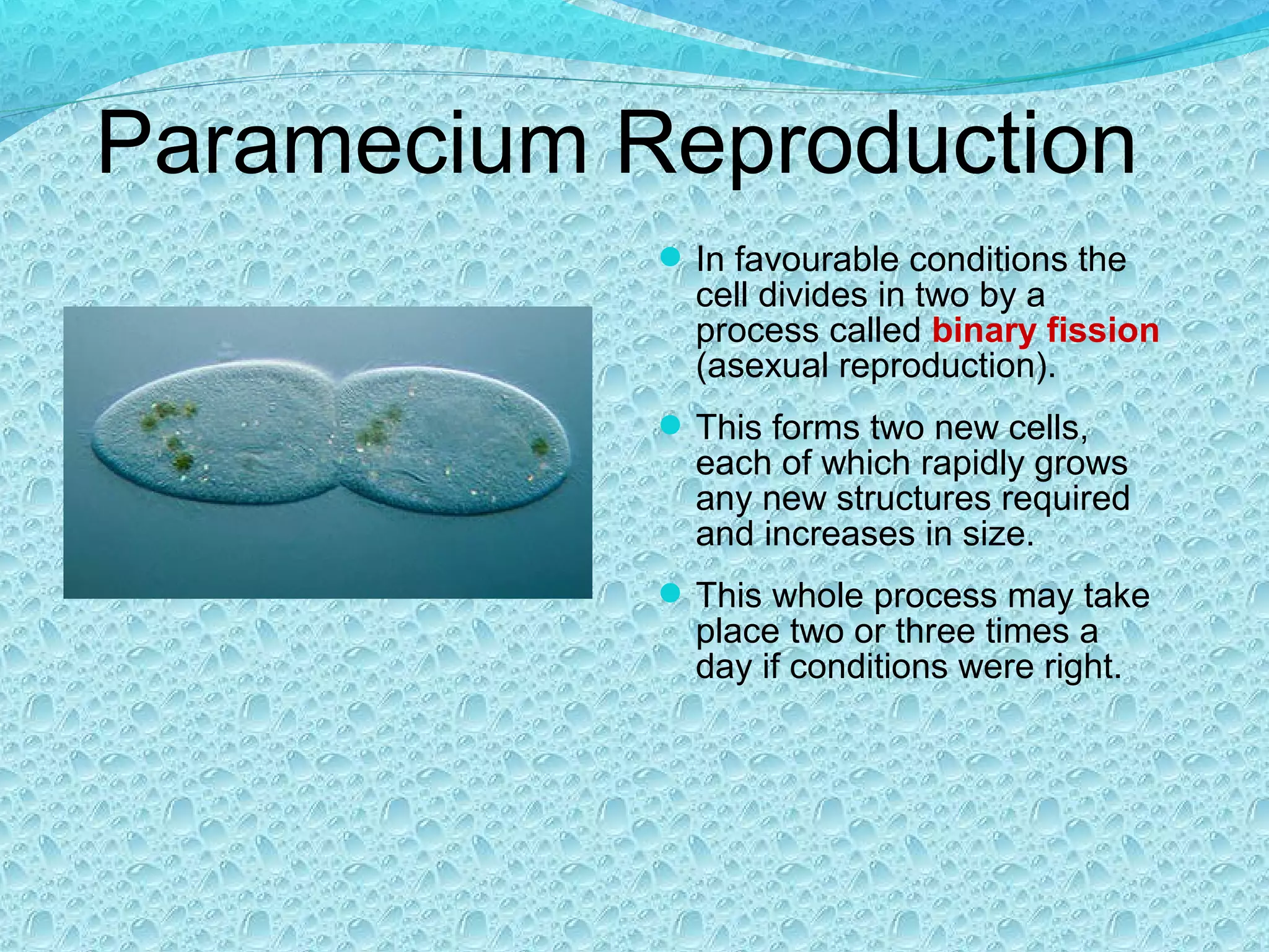 THE AMAZING WORLD OF INVERTEBRATES | PPT