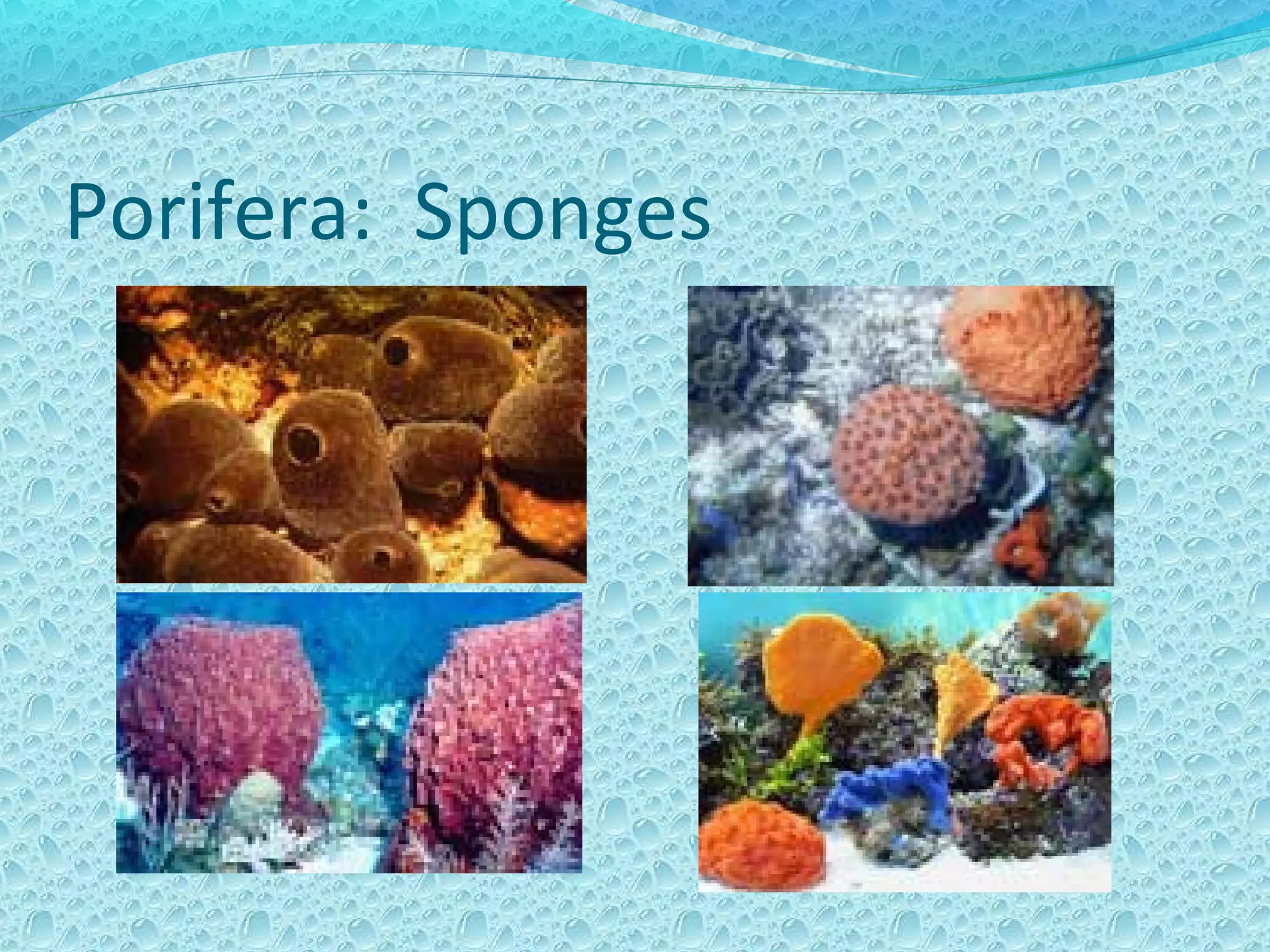 THE AMAZING WORLD OF INVERTEBRATES | PPT