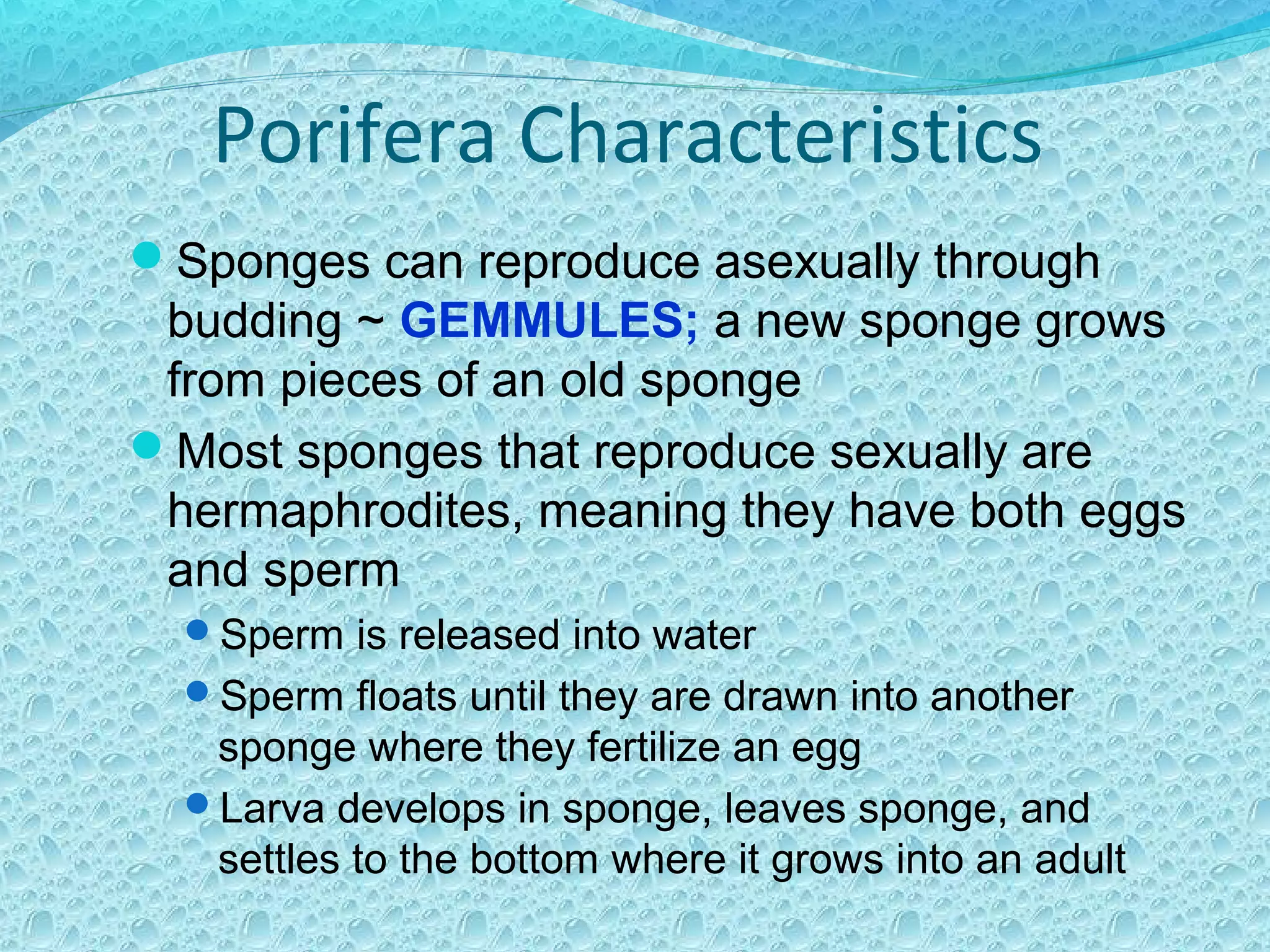 THE AMAZING WORLD OF INVERTEBRATES | PPT