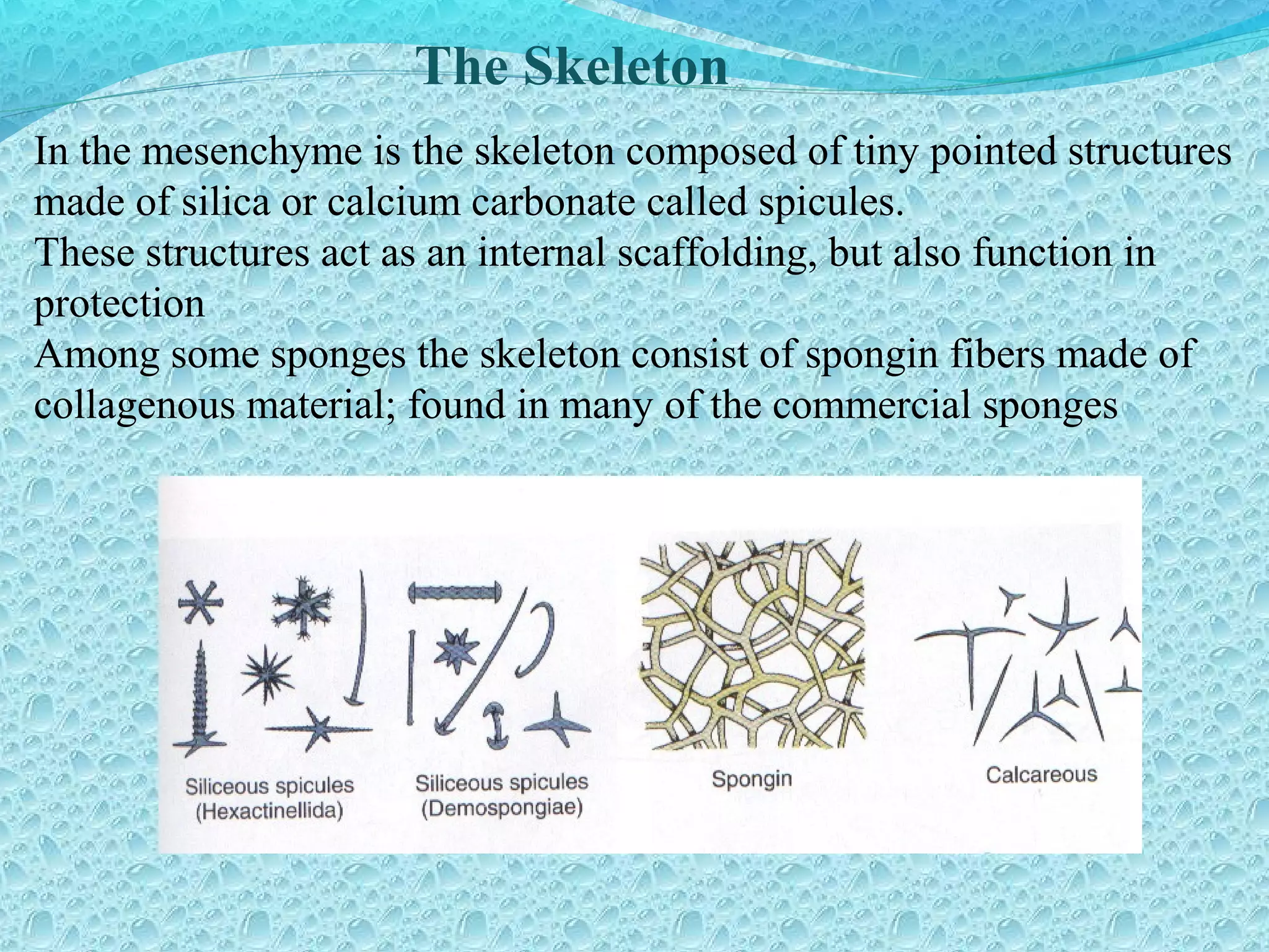 THE AMAZING WORLD OF INVERTEBRATES | PPT