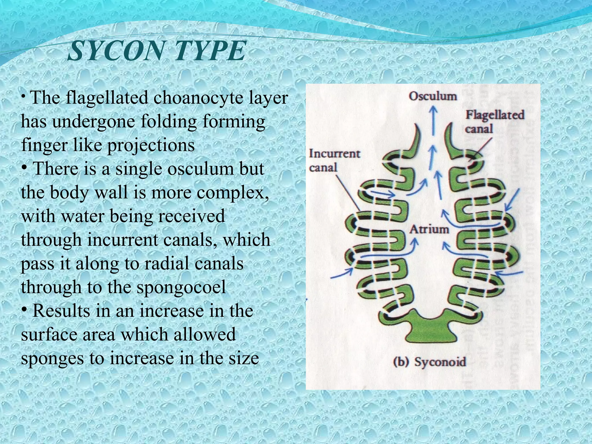 THE AMAZING WORLD OF INVERTEBRATES | PPT