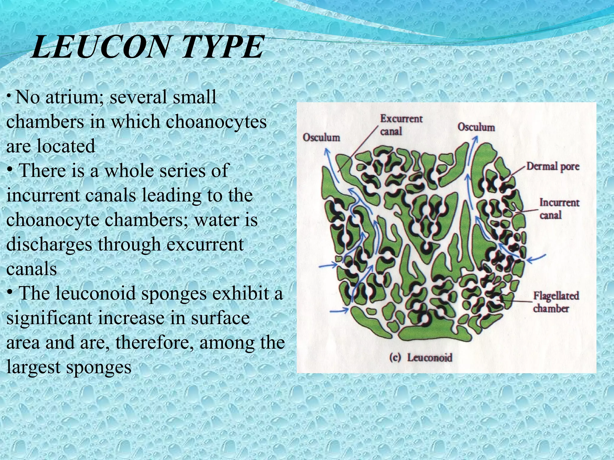 THE AMAZING WORLD OF INVERTEBRATES | PPT