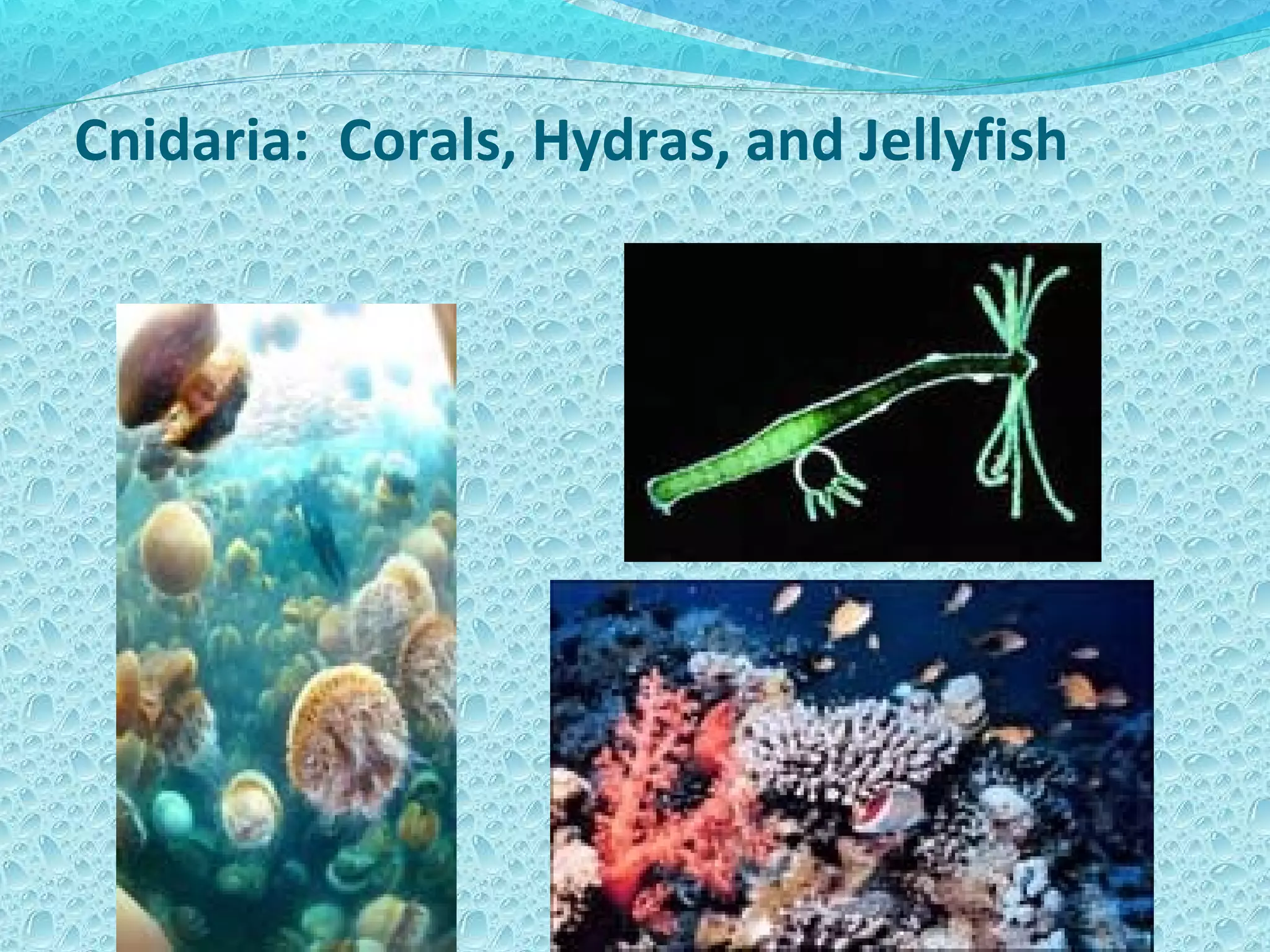 THE AMAZING WORLD OF INVERTEBRATES | PPT