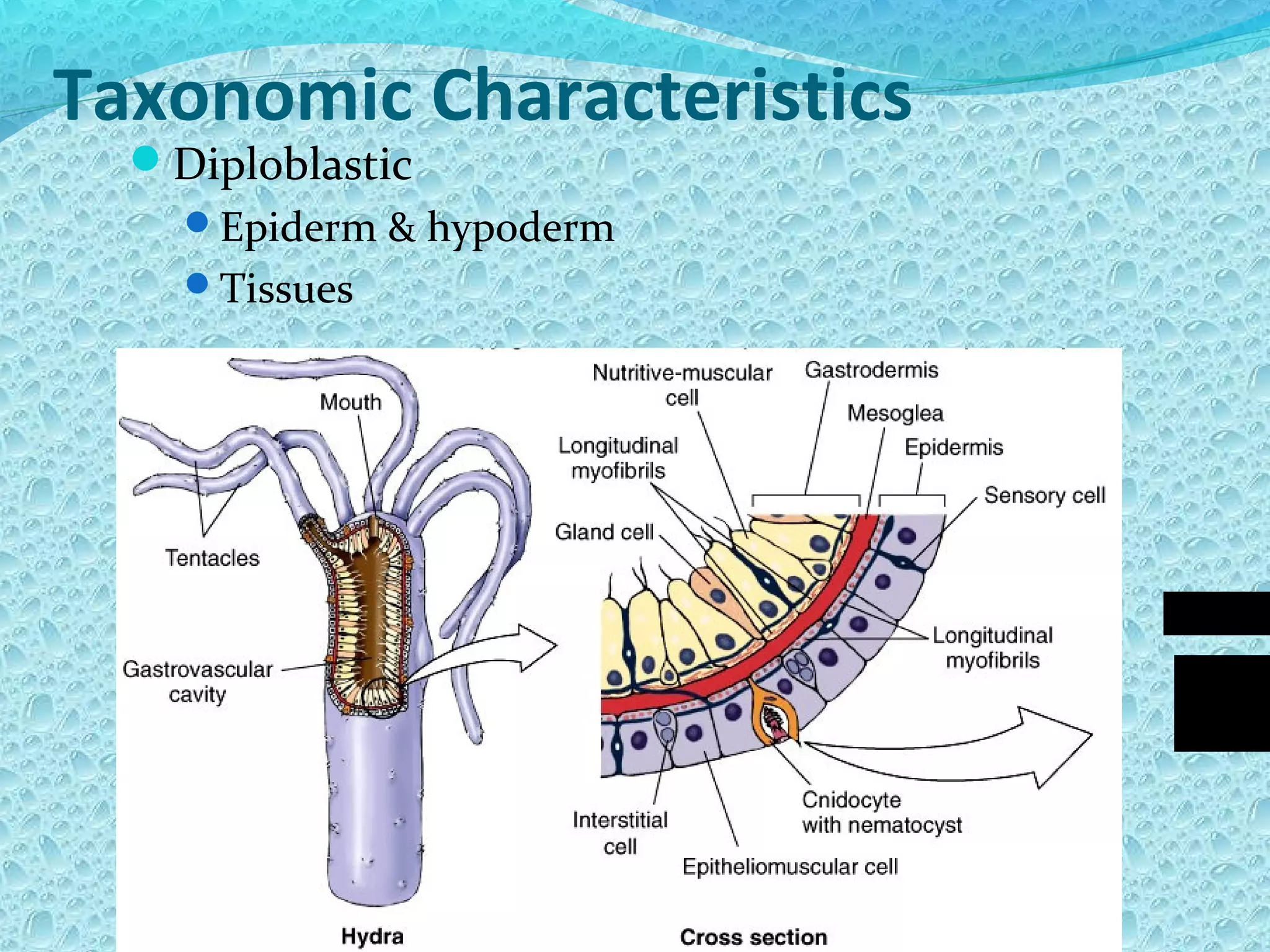 THE AMAZING WORLD OF INVERTEBRATES | PPT