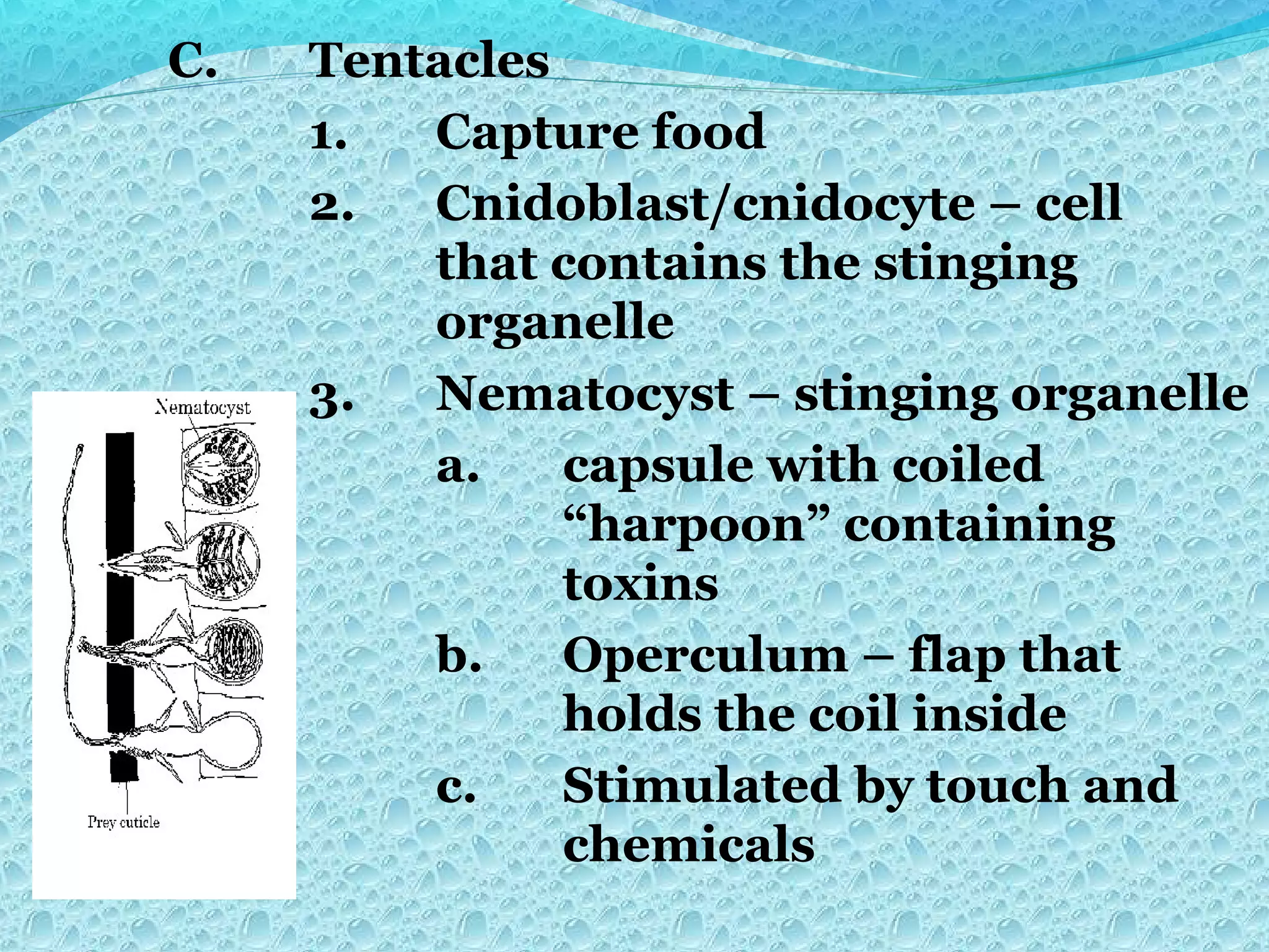 THE AMAZING WORLD OF INVERTEBRATES | PPT