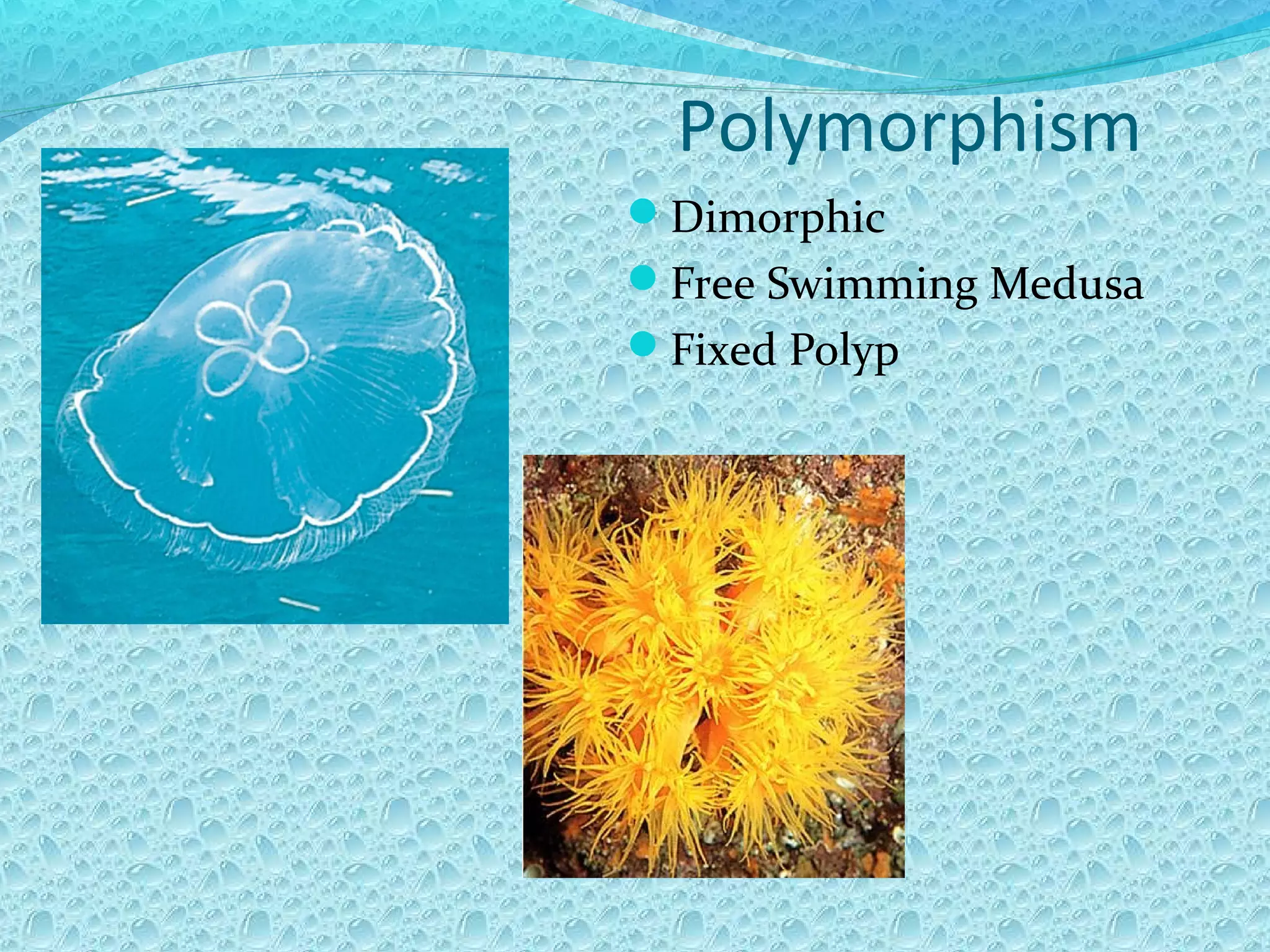 THE AMAZING WORLD OF INVERTEBRATES | PPT