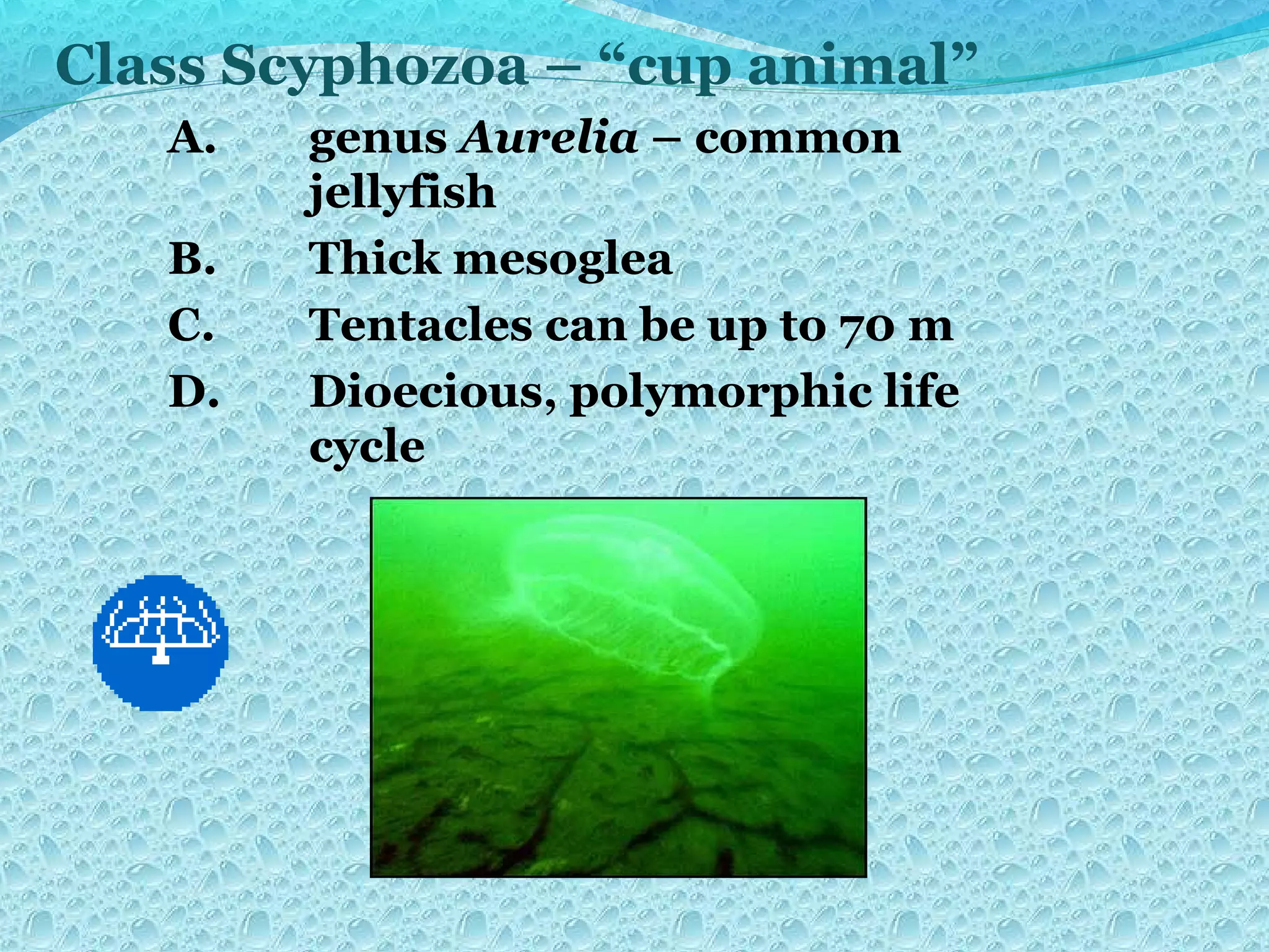 THE AMAZING WORLD OF INVERTEBRATES | PPT