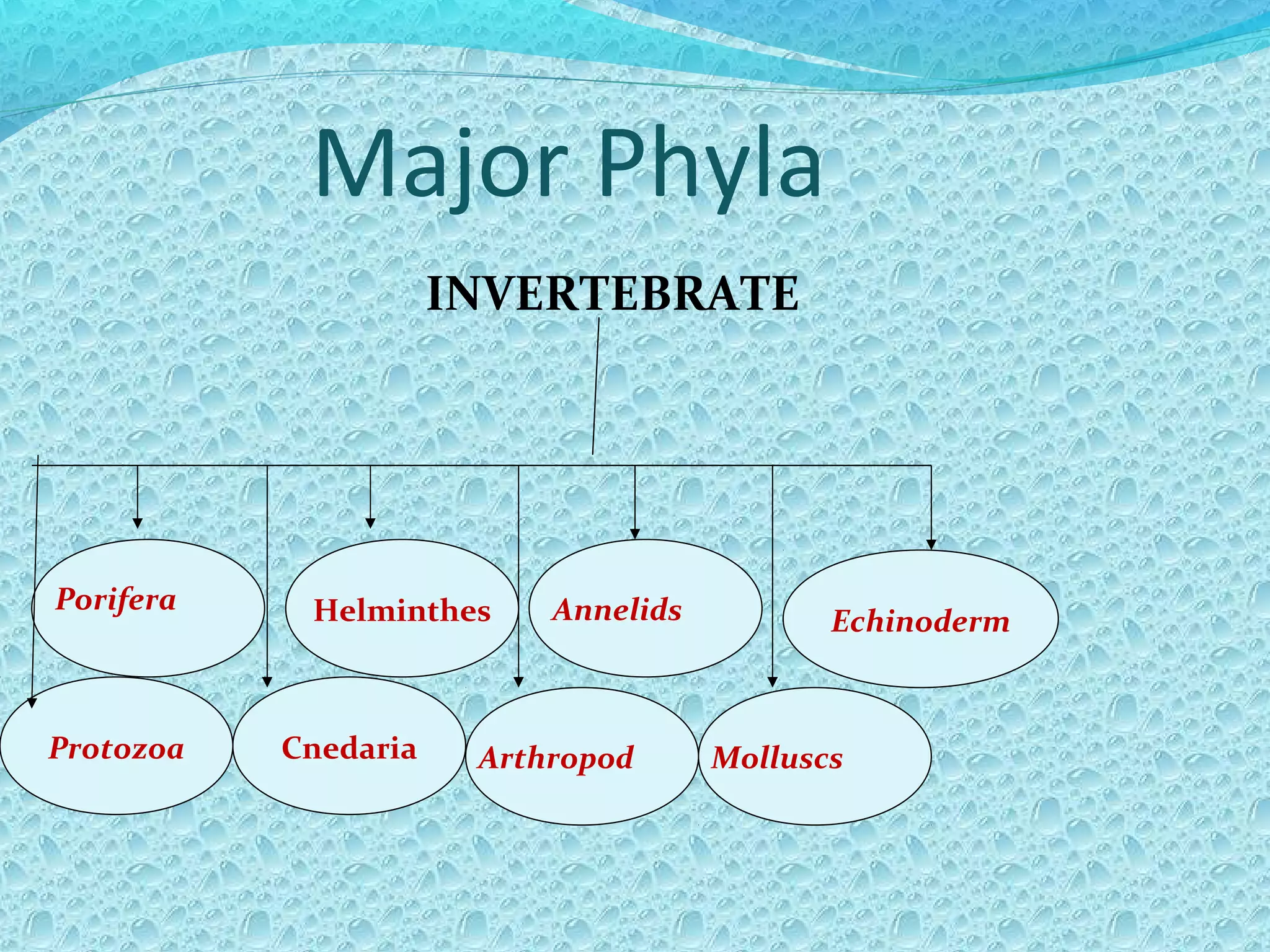 THE AMAZING WORLD OF INVERTEBRATES | PPT