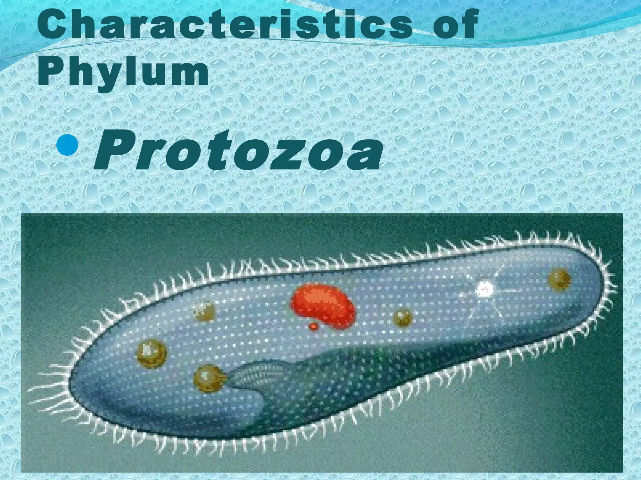 THE AMAZING WORLD OF INVERTEBRATES | PPT