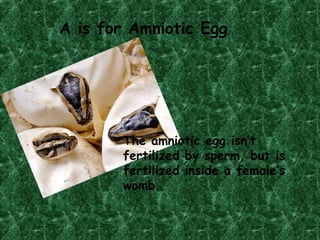 Zbds 2nd Period | PPT