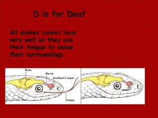 Zbds 2nd Period | PPT