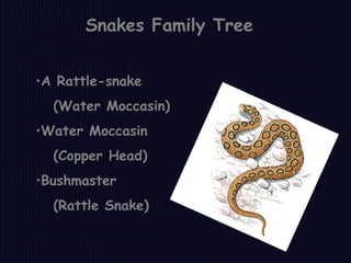 Zbds 2nd Period | PPT